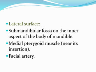 Submandibular salivary gland | PPTX