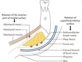 Submandibular Gland Relations