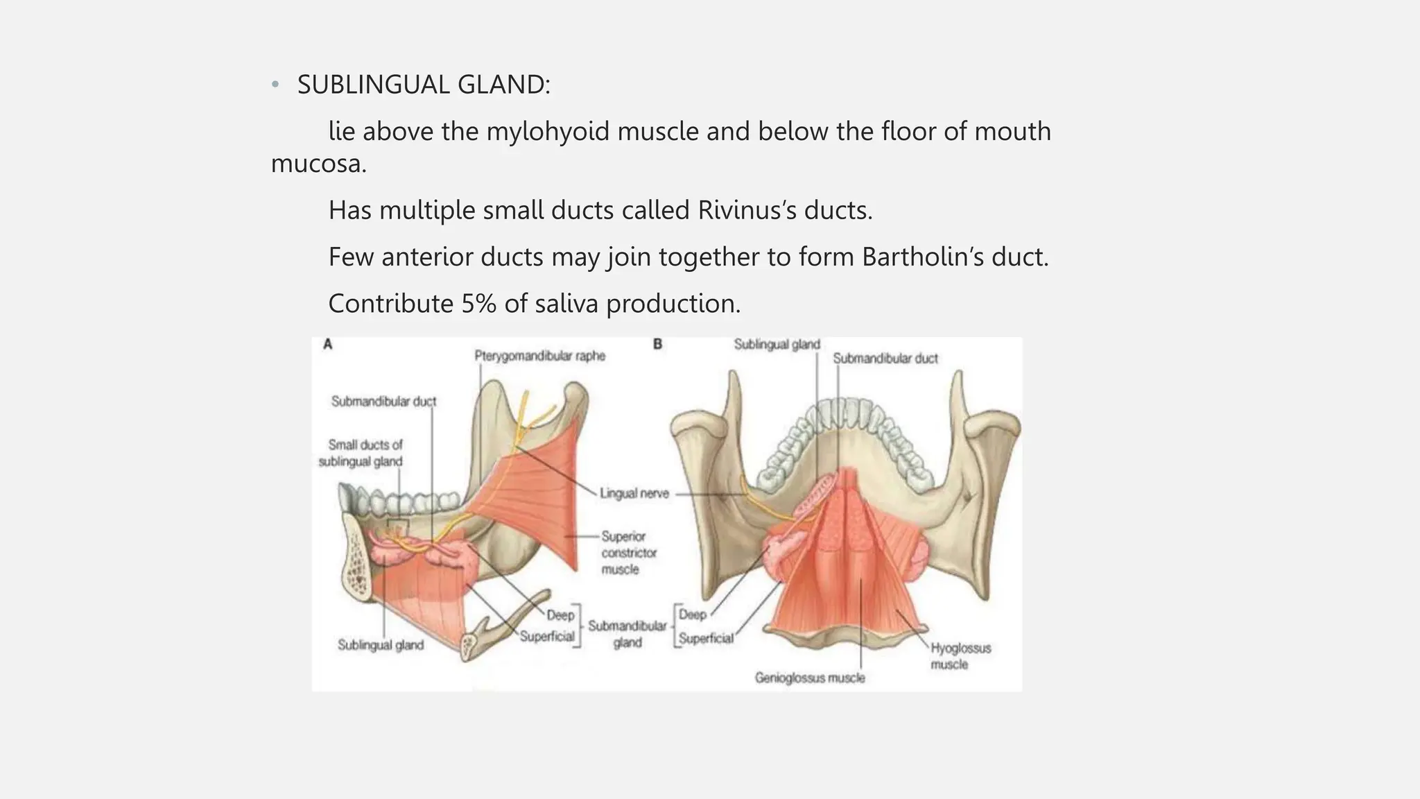 submandibular salivary gland and it's resection.pptx