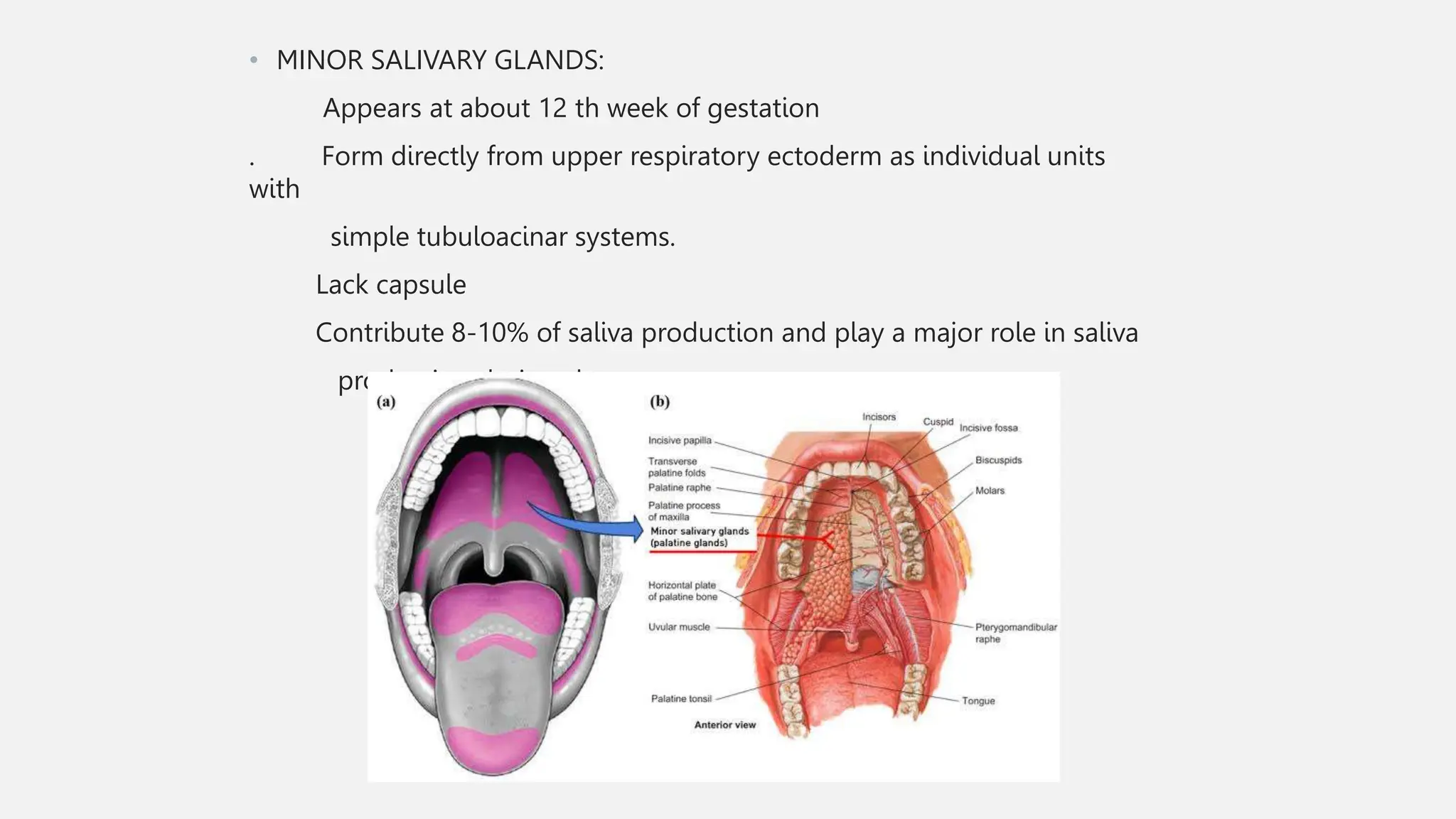 submandibular salivary gland and it's resection.pptx