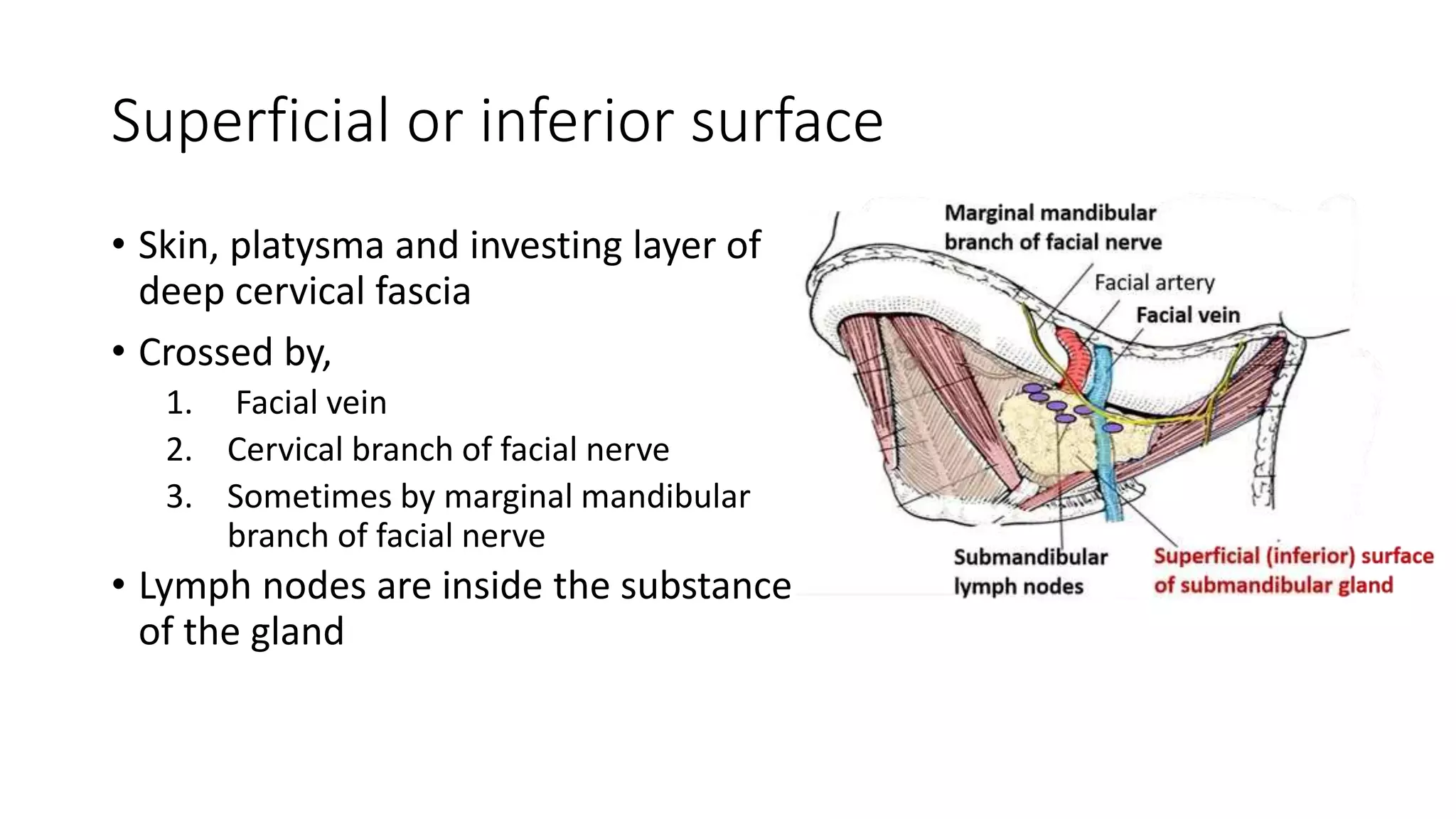 Submandibular salivary gland .pptx