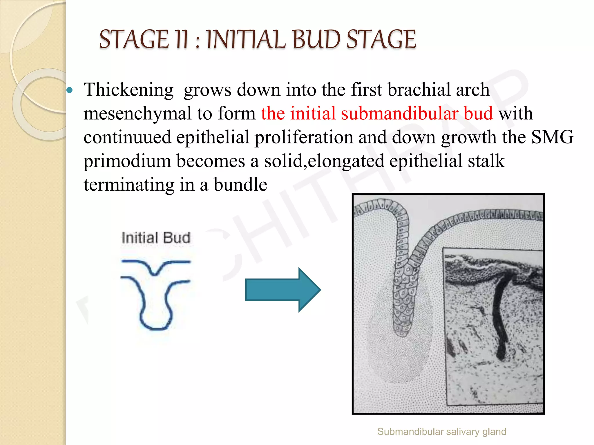 Submandibular salivary gland dr chithra | PPT