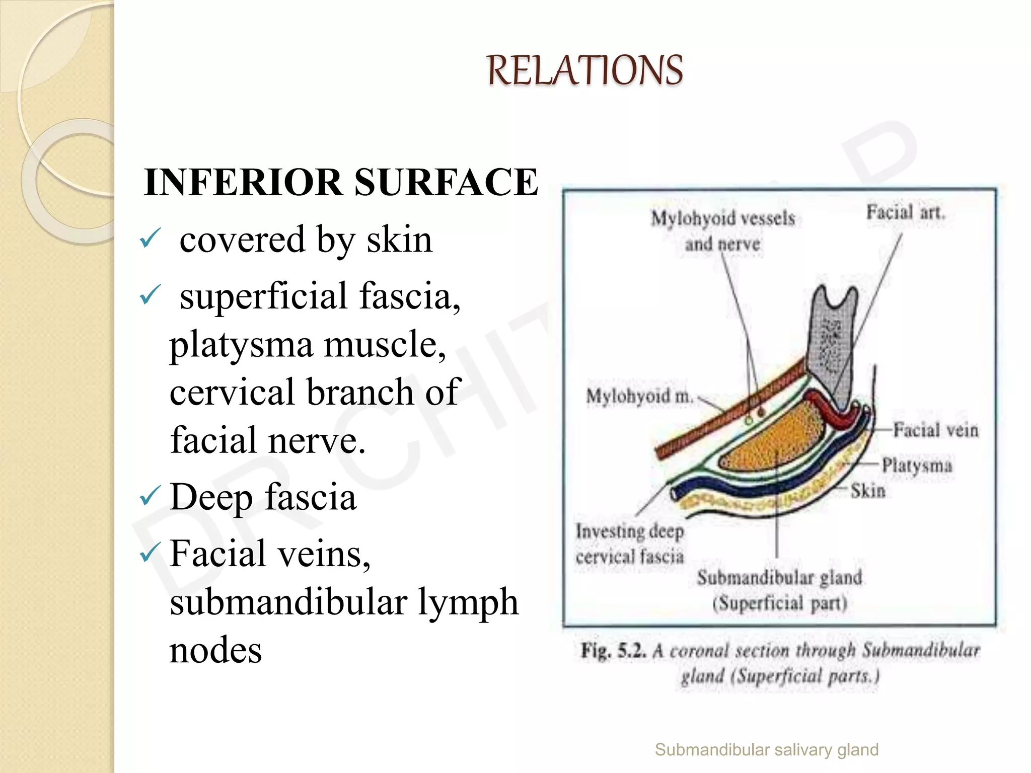 Submandibular salivary gland dr chithra | PPT