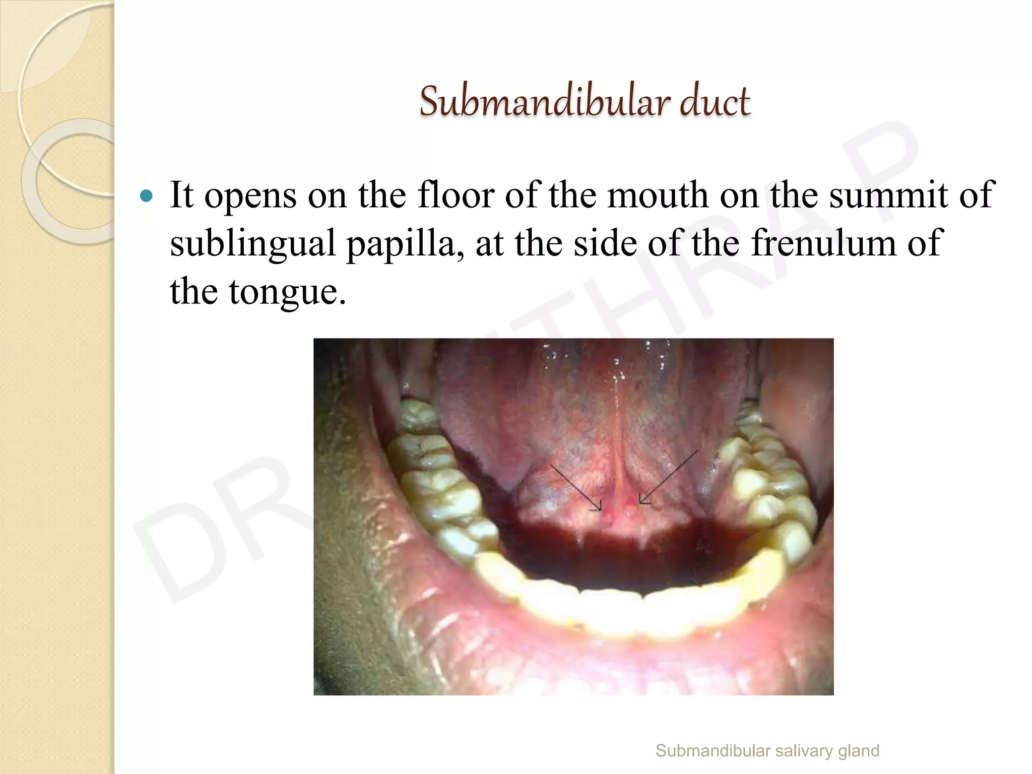 Submandibular salivary gland dr chithra | PPT