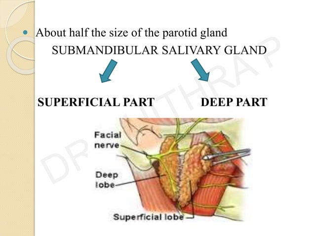 Submandibular salivary gland dr chithra | PPT