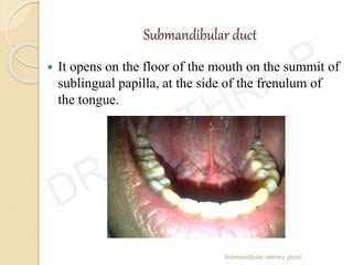 Sublingual Papilla