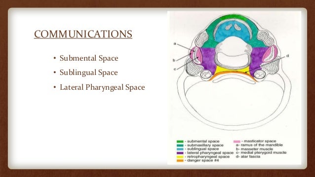 Sublingual Space