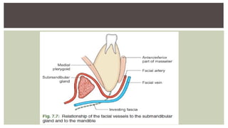 Submandibular & Sublingual glands mbbs anatomy | PPTX