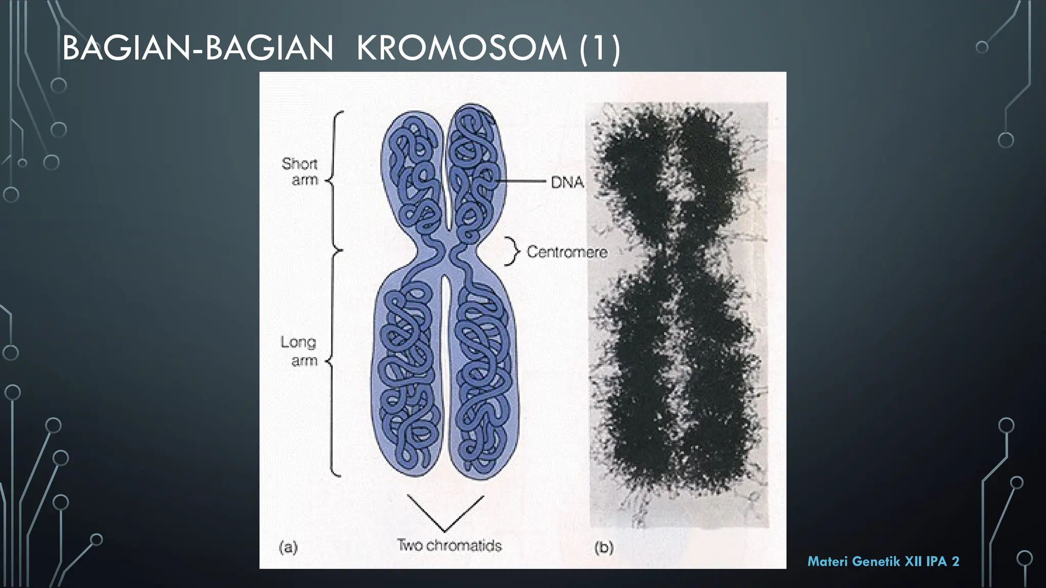 Sub Materi Genetik Manusia dan Hewan.pptx