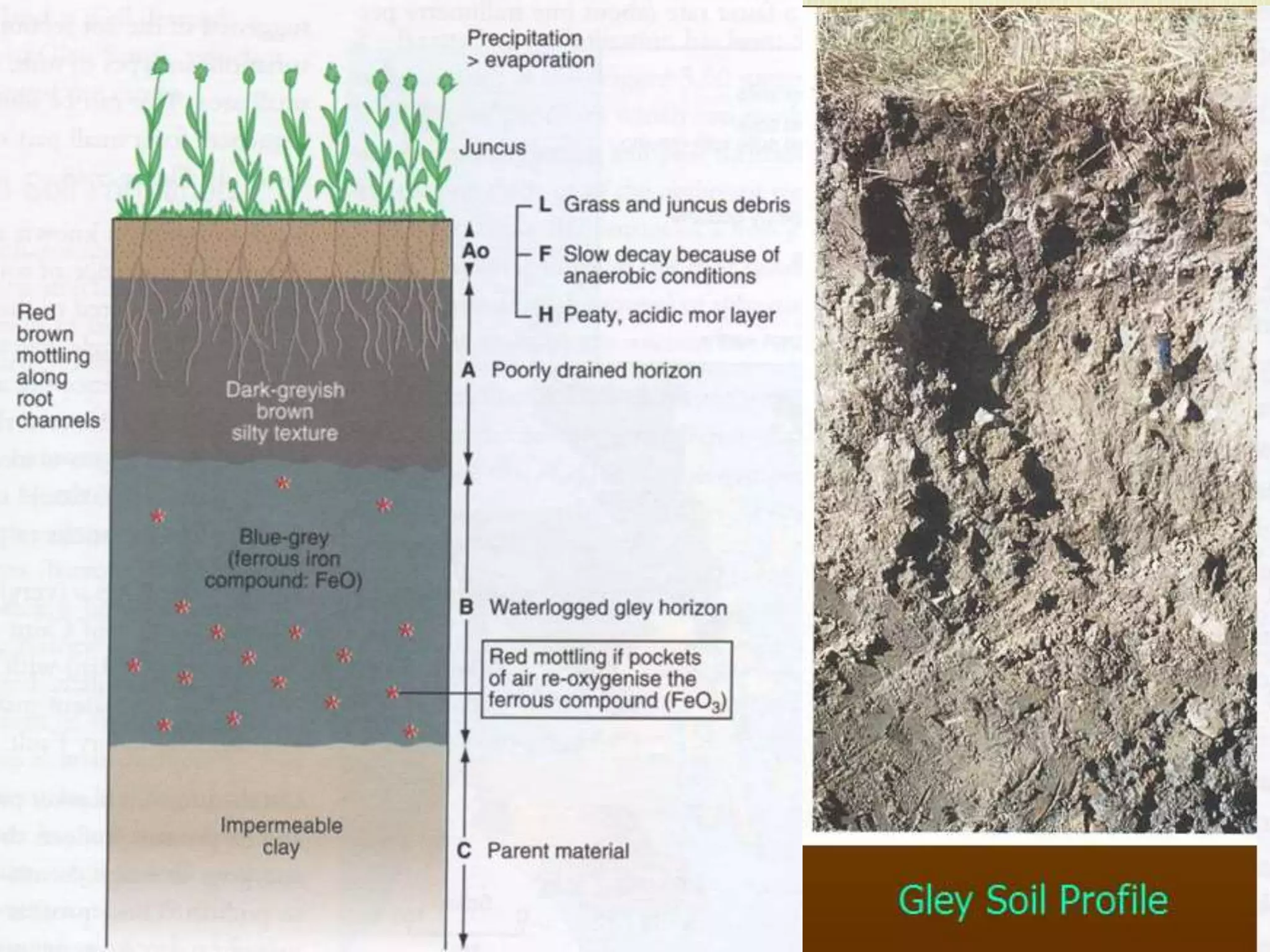 Chemistry and physics of submerged soil | PPTX | Science