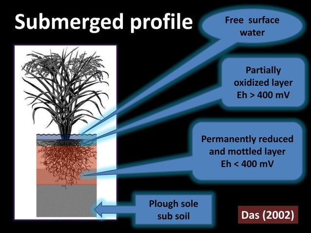 Submerged soil chemistry and management | PDF