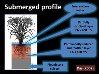Submerged soil chemistry and management | PPT