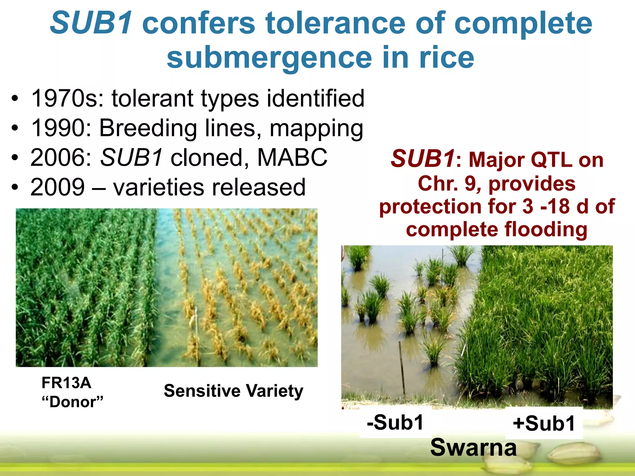 Submergence tolerant rice | PDF