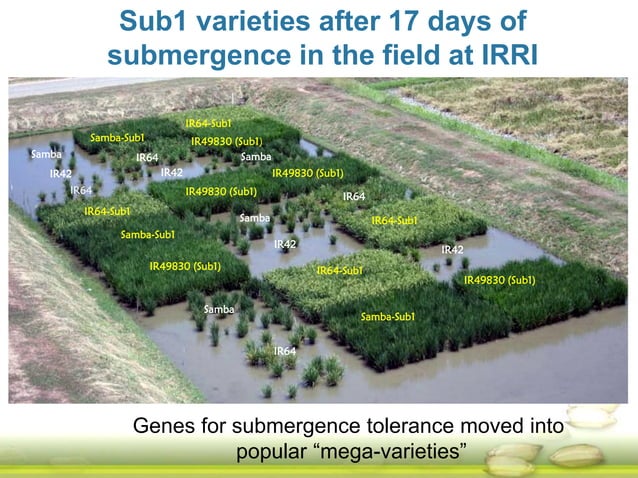 Submergence tolerant rice | PDF