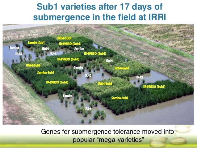 Submergence tolerant rice