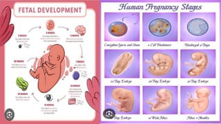 Fetal causes of fetality its consequences | PDF
