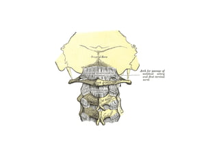 ANATOMY OF SUBOCCIPITAL TRIANGLE REGION | PDF
