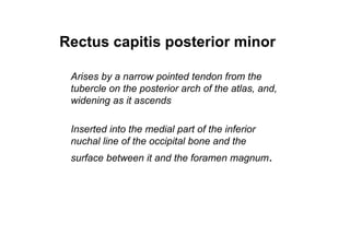 ANATOMY OF SUBOCCIPITAL TRIANGLE REGION | PDF