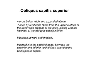 ANATOMY OF SUBOCCIPITAL TRIANGLE REGION | PDF