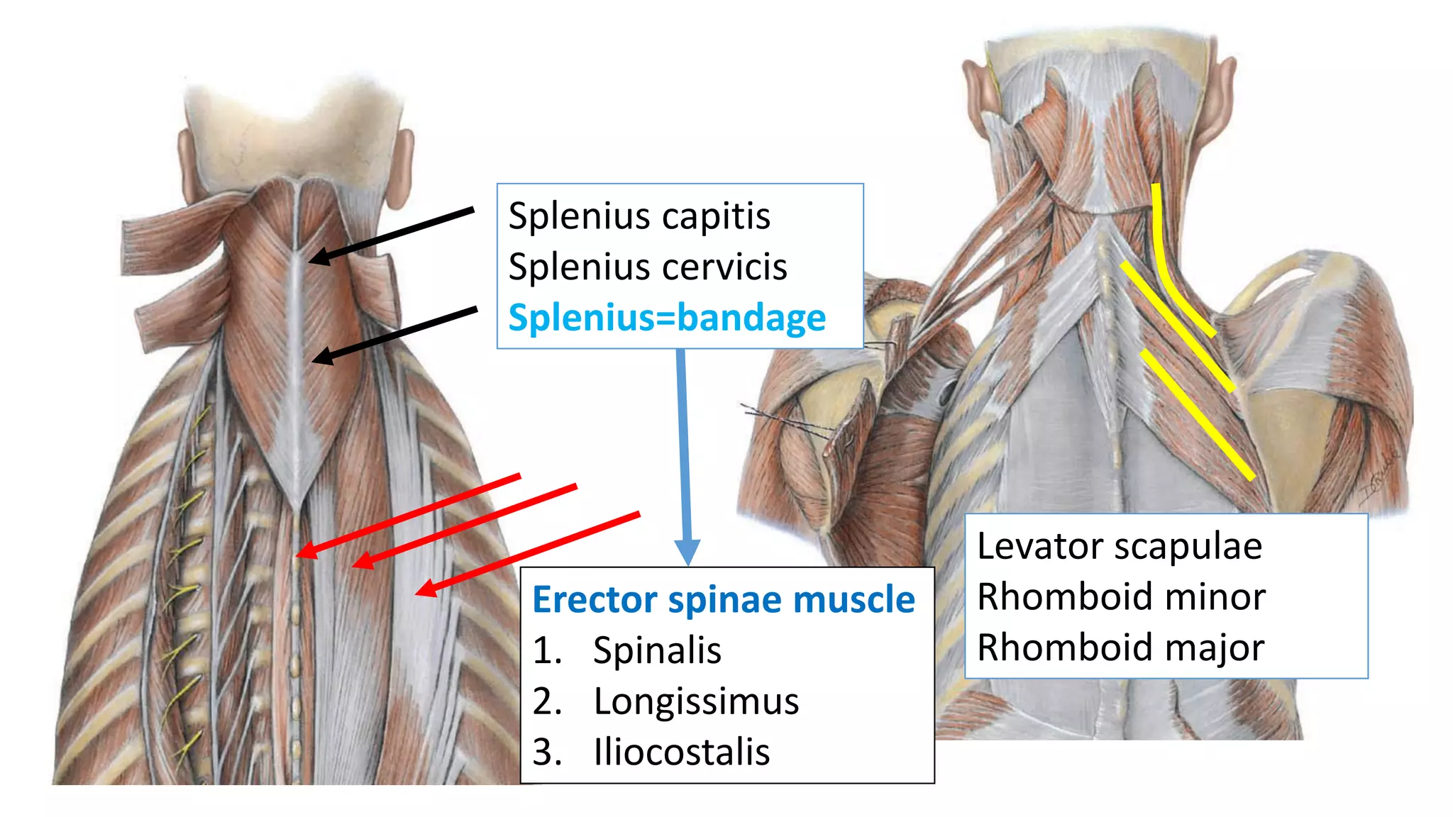 Suboccipital region and muscles of back | PDF