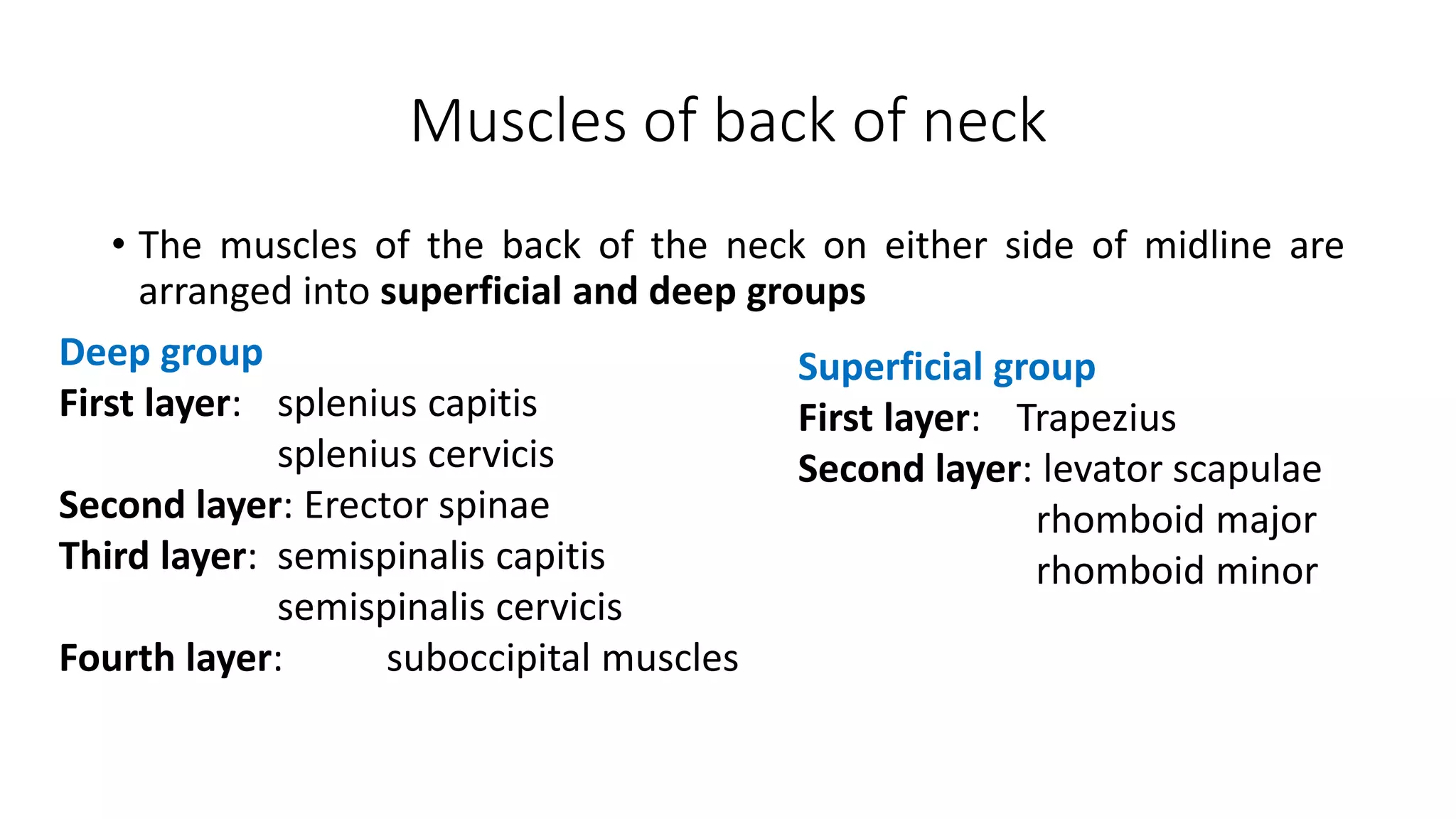 Suboccipital region and muscles of back | PDF