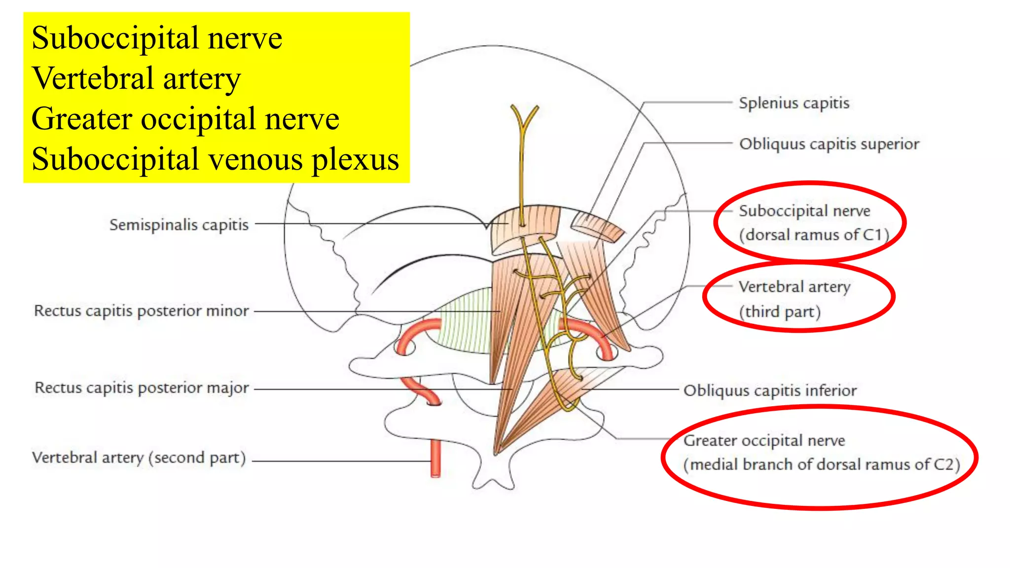 Suboccipital region and muscles of back | PDF