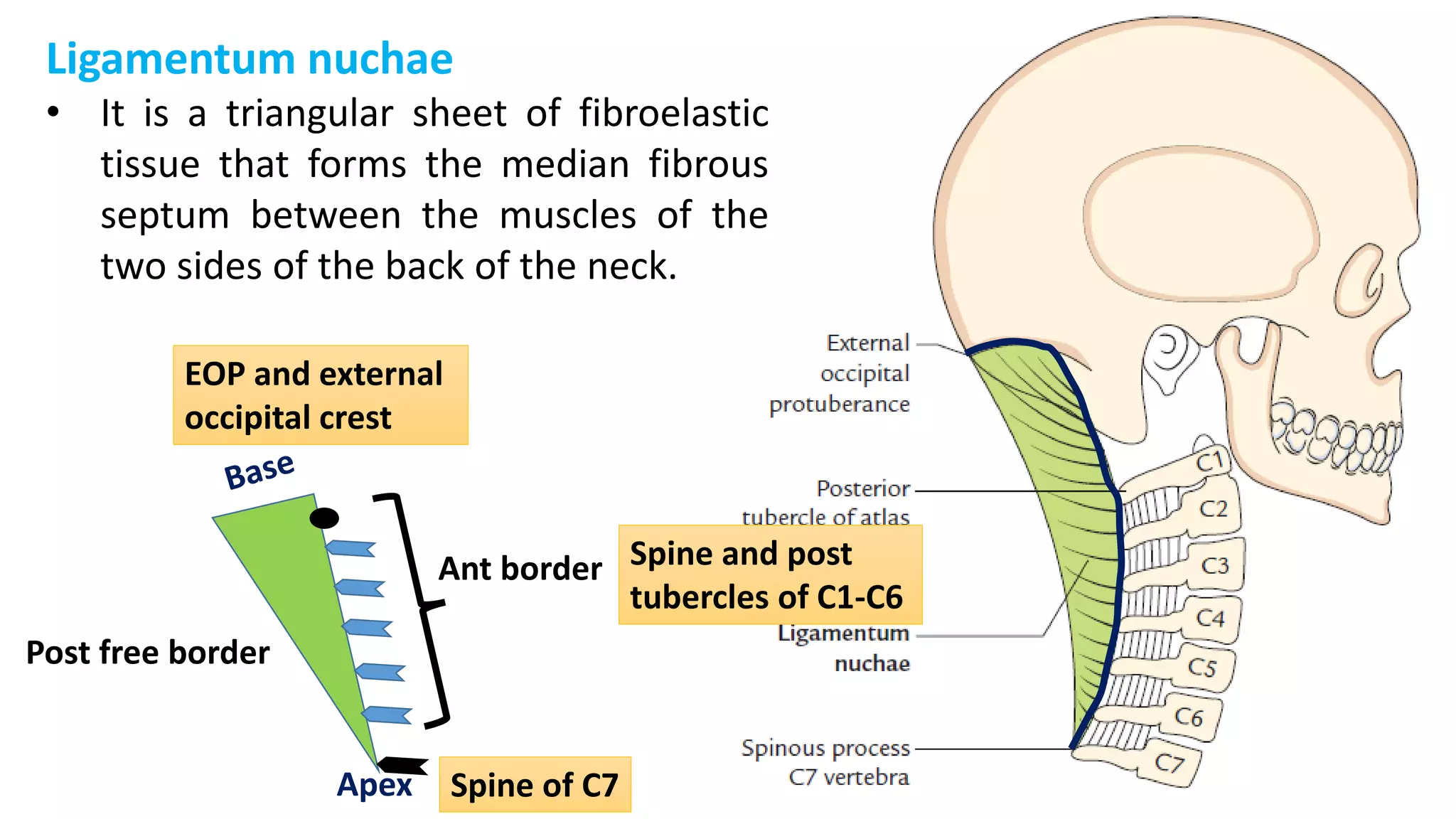 Suboccipital region and muscles of back | PDF