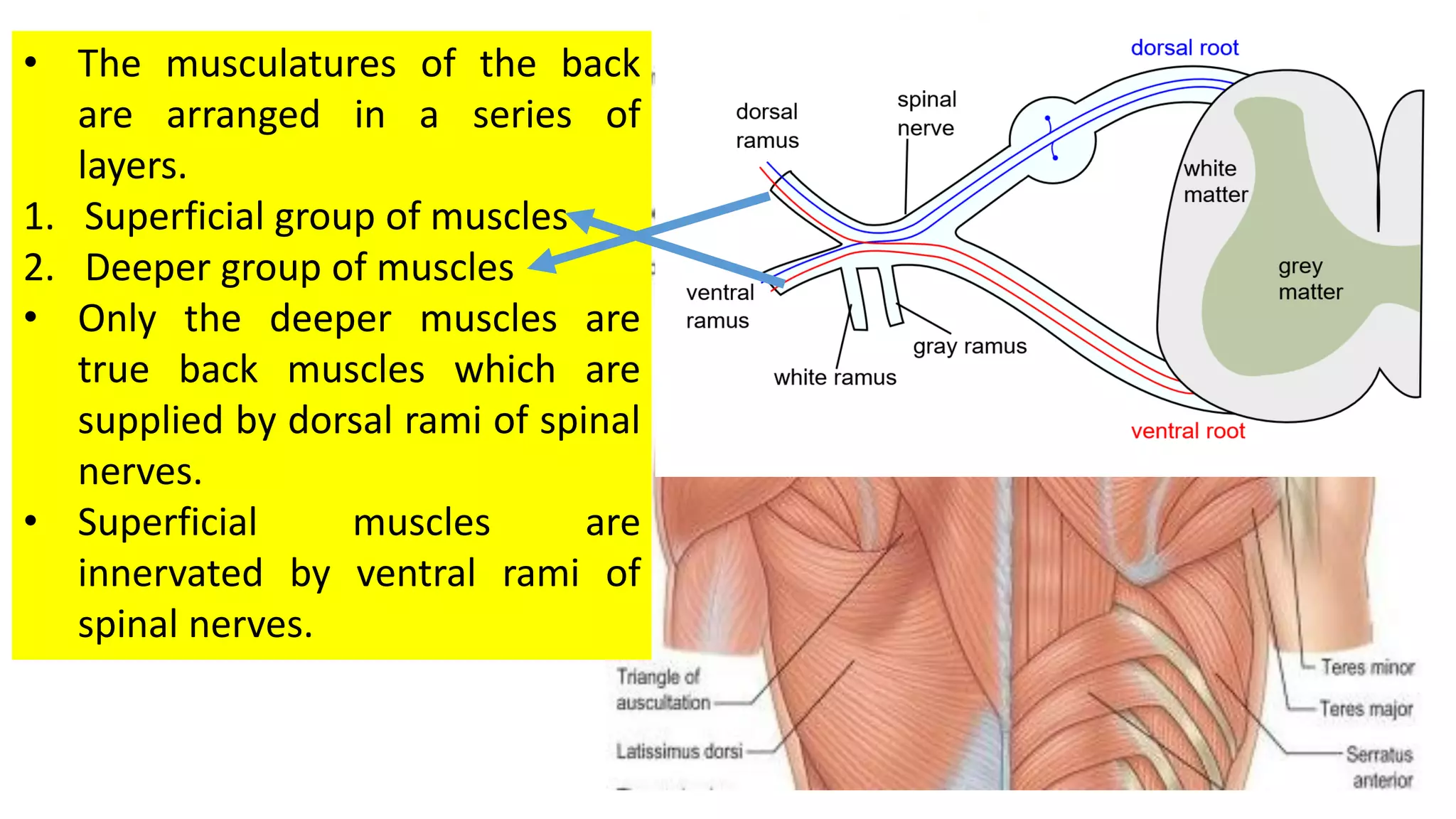 Suboccipital region and muscles of back | PDF