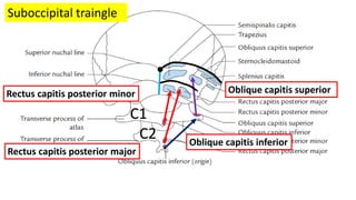 Suboccipital region and muscles of back | PDF