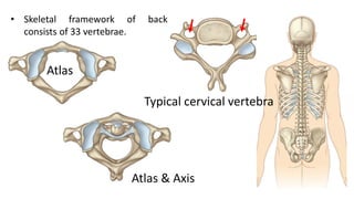 Suboccipital region and muscles of back | PDF