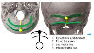 Suboccipital region and muscles of back | PDF