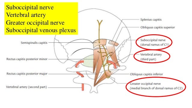 Suboccipital region and muscles of back