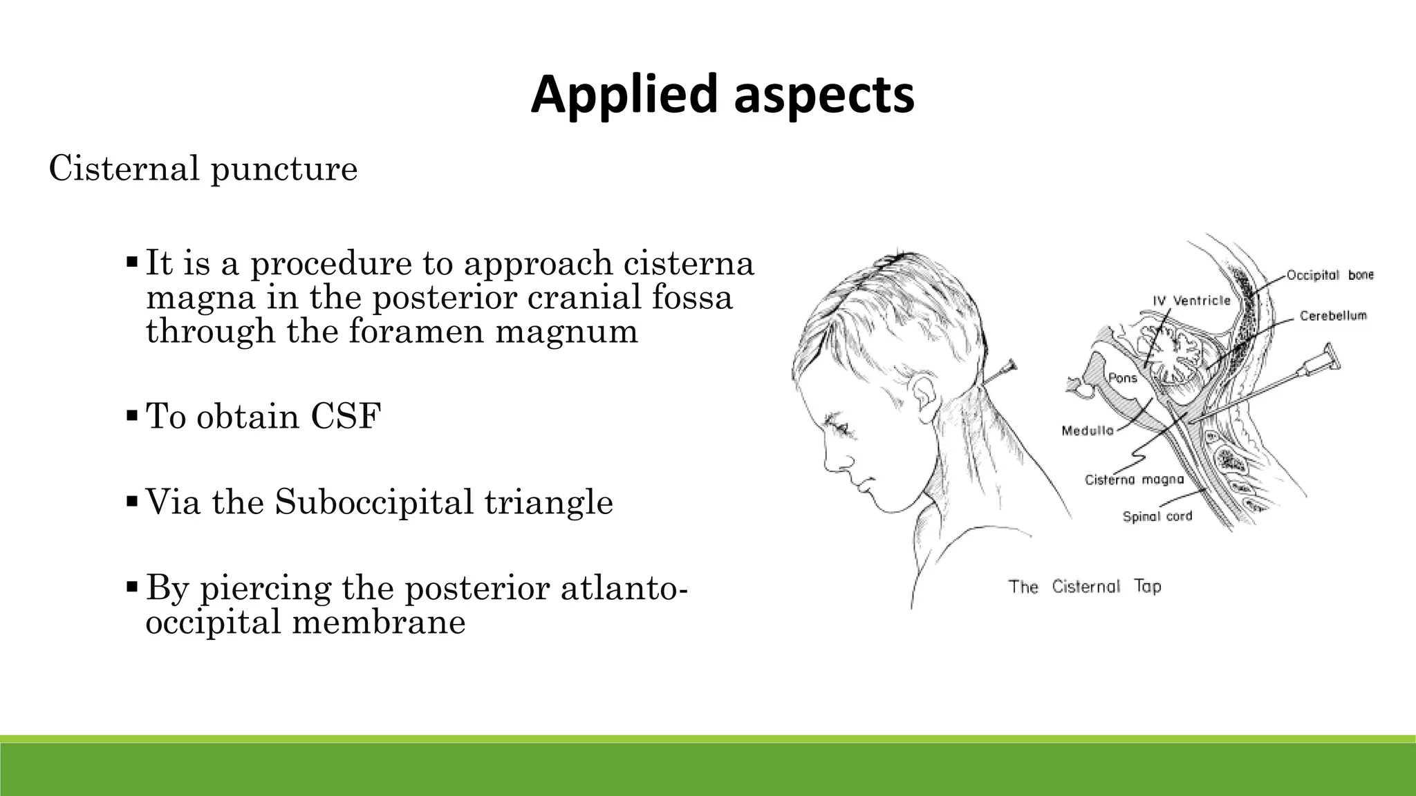 Suboccipital triangle | PDF