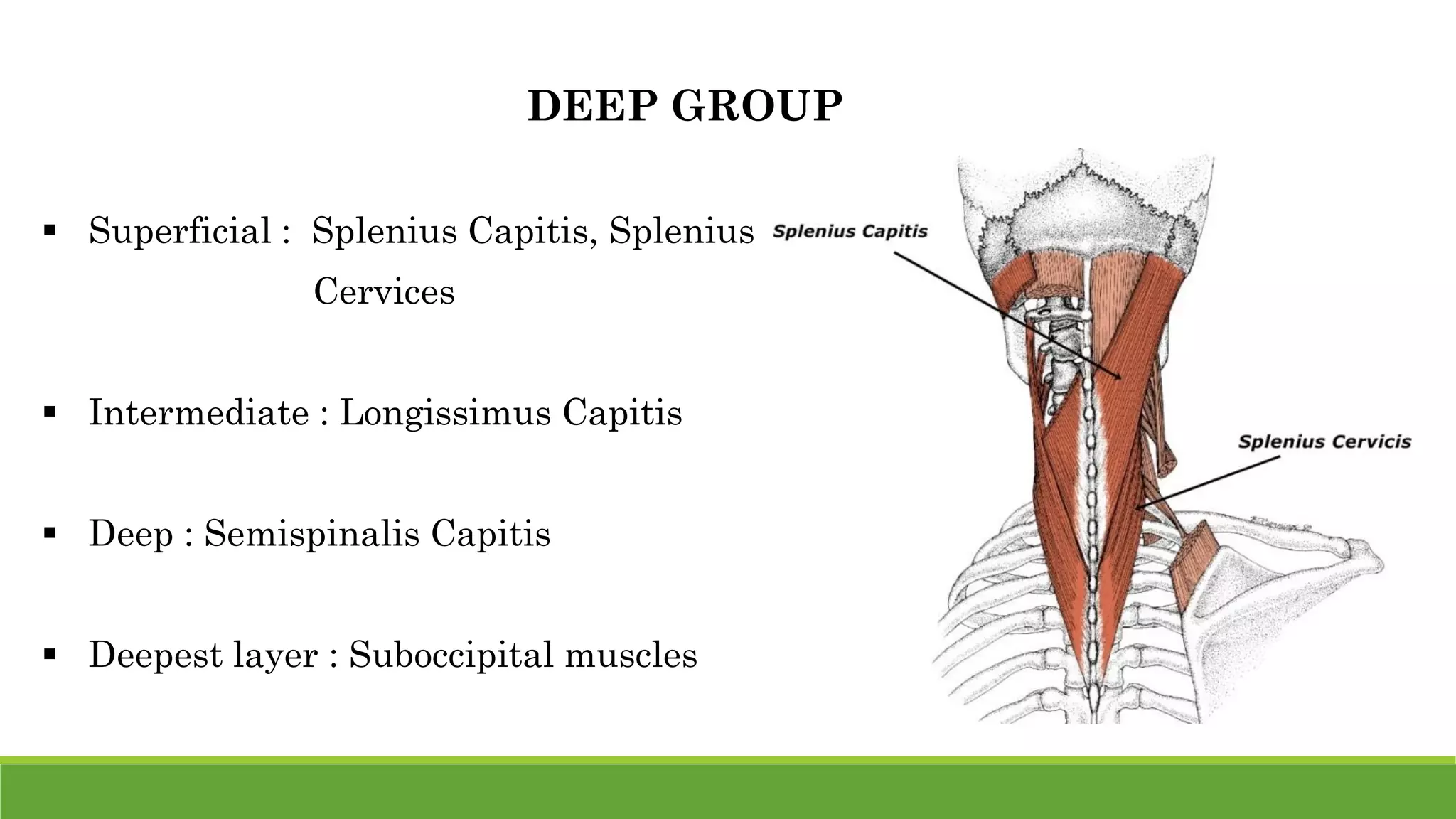 Suboccipital triangle | PDF