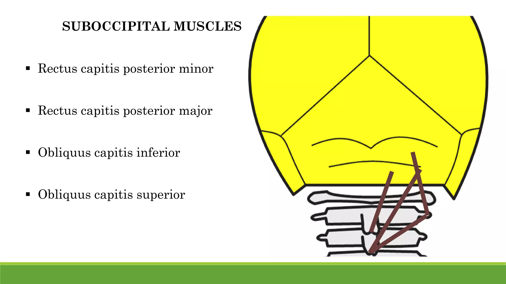 Suboccipital triangle | PDF