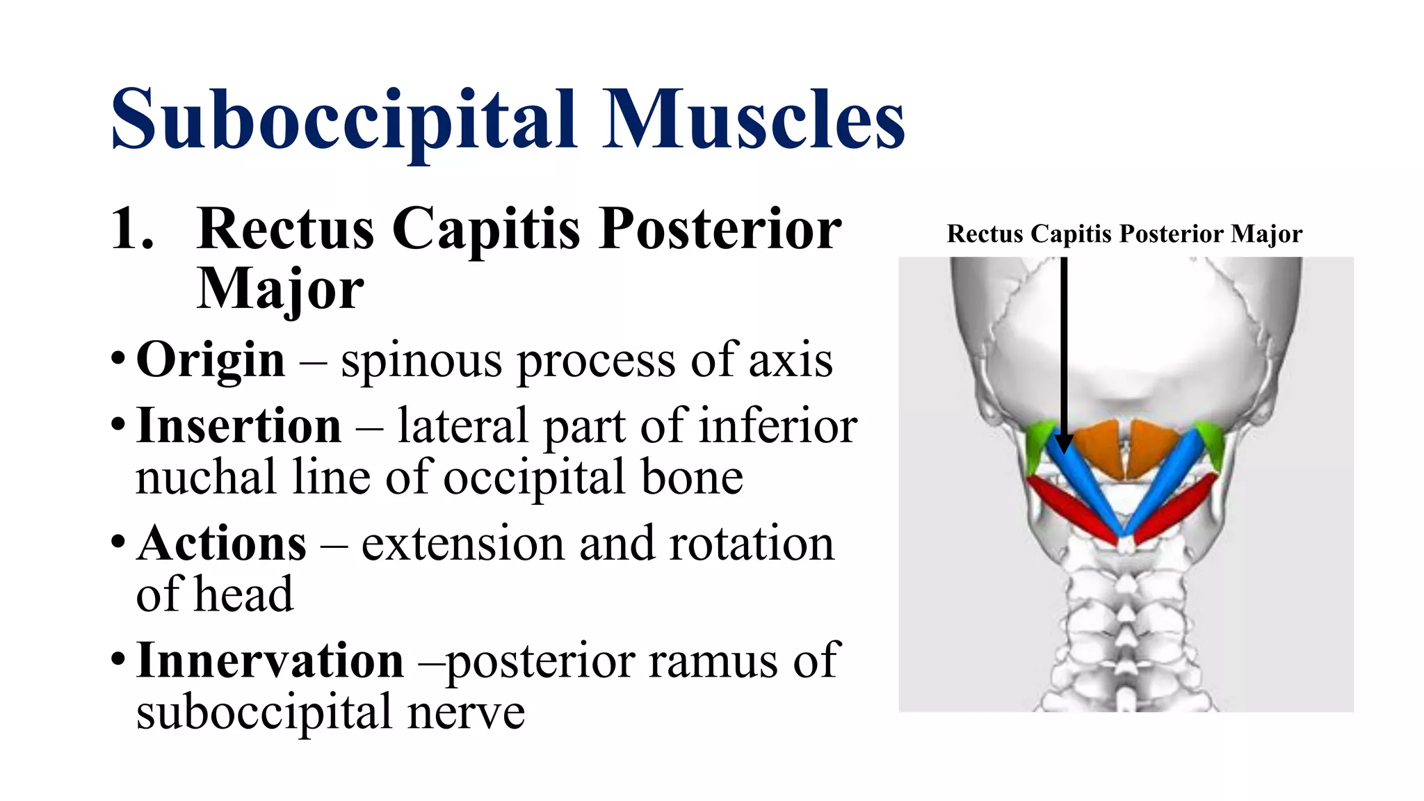 Suboccipital triangle | PDF