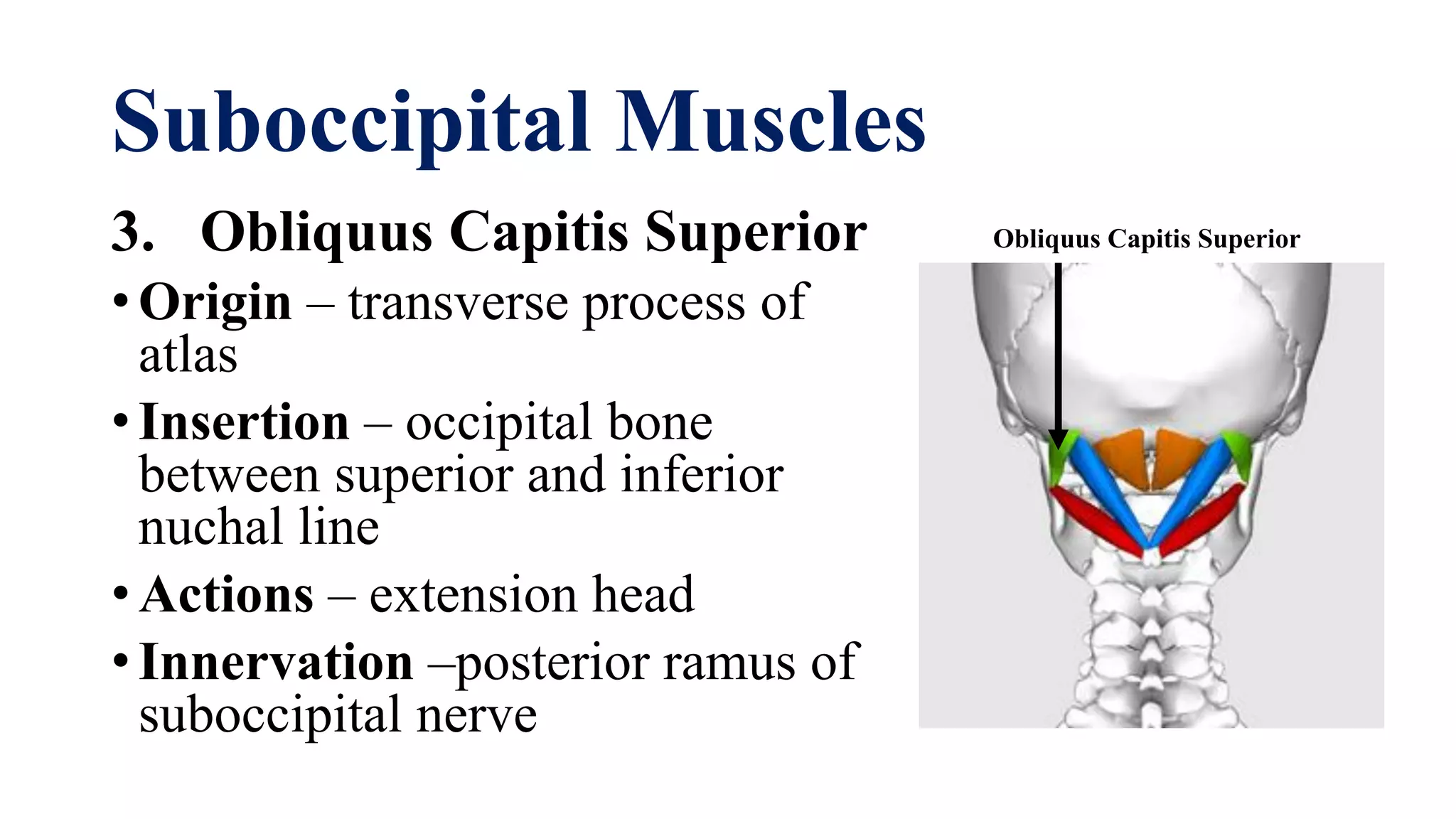 Suboccipital triangle | PDF