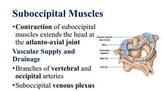 Suboccipital triangle | PDF
