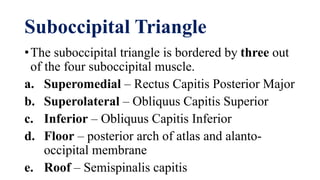 Suboccipital triangle | PDF