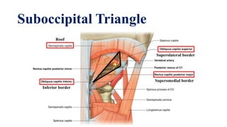 Suboccipital Triangle Pdf