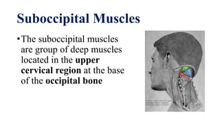 Suboccipital triangle | PDF