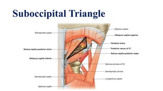 Suboccipital triangle | PPT