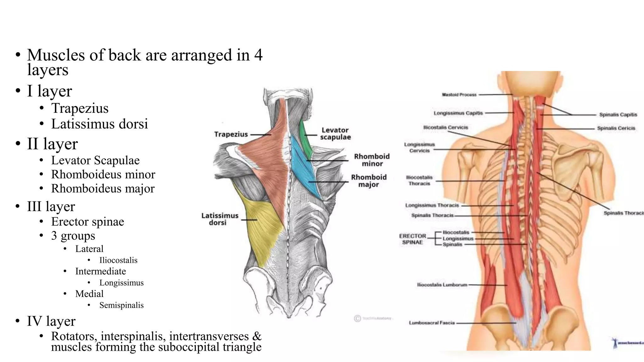 Suboccipital triangle | PDF