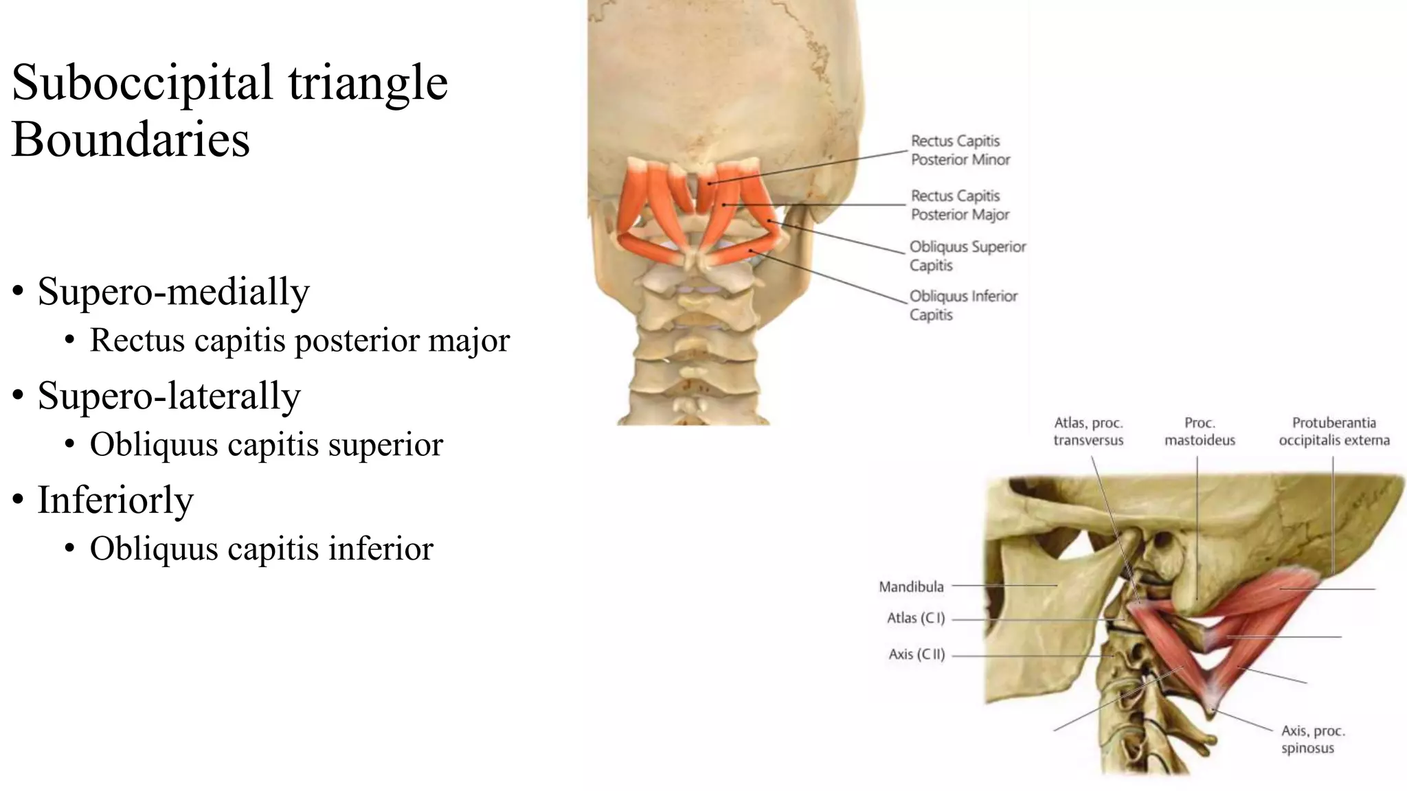 Suboccipital triangle | PDF