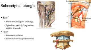 Suboccipital triangle | PDF
