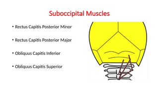 Muscles of Back of Neck & Suboccipital Triangle.pptx