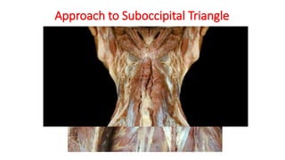 Muscles of Back of Neck & Suboccipital Triangle.pptx