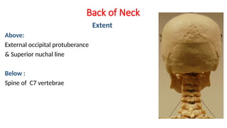 Muscles of Back of Neck & Suboccipital Triangle.pptx