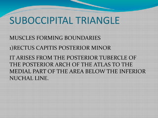 Suboccipital triangle | PDF