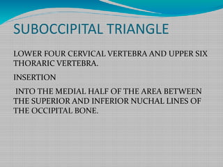 Suboccipital triangle | PDF